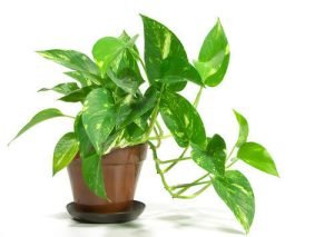 Money Plant: Benefits of Money Plant, Types, Care & How to Grow