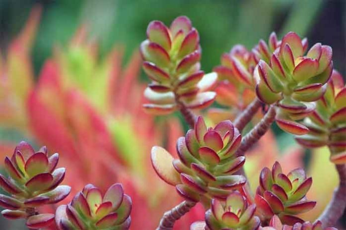 Jade Plant Benefits, Care, Types, How to Propagate