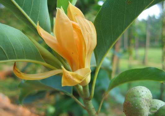 How To Grow Champa Flower | Best Flower Site