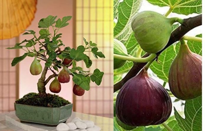 Discover The Art Of Growing Anjeer Plant