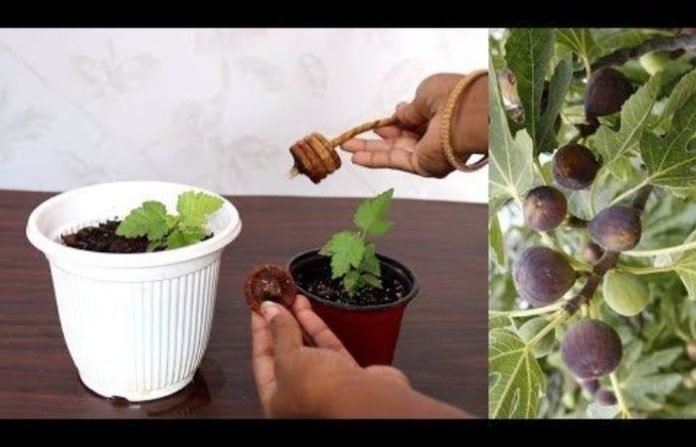 Discover The Art Of Growing Anjeer Plant