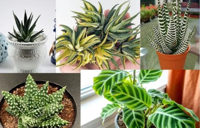 Zebra Plant: Your Ultimate Guide to Cultivate and Care