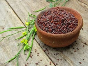 The Mustard Plant: A Comprehensive Guide to Its History, Cultivation ...