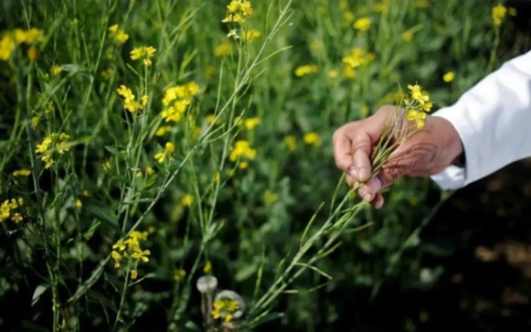 The Mustard Plant: A Comprehensive Guide to Its History, Cultivation ...