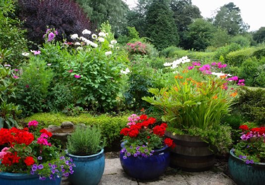 Top 10 Garden Plants For Collection